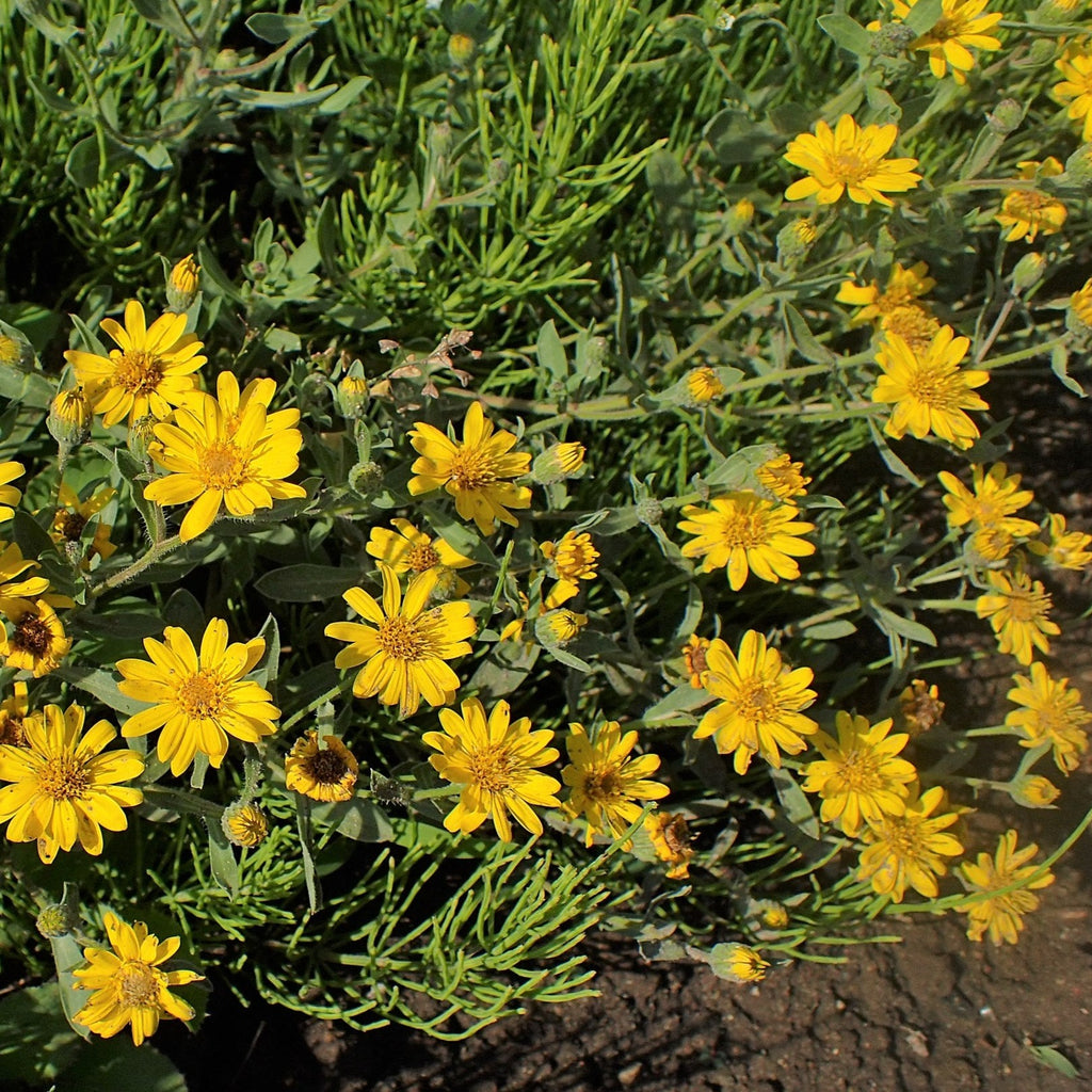 Heterotheca villosa GOLDEN ASTER – Ferri Seeds
