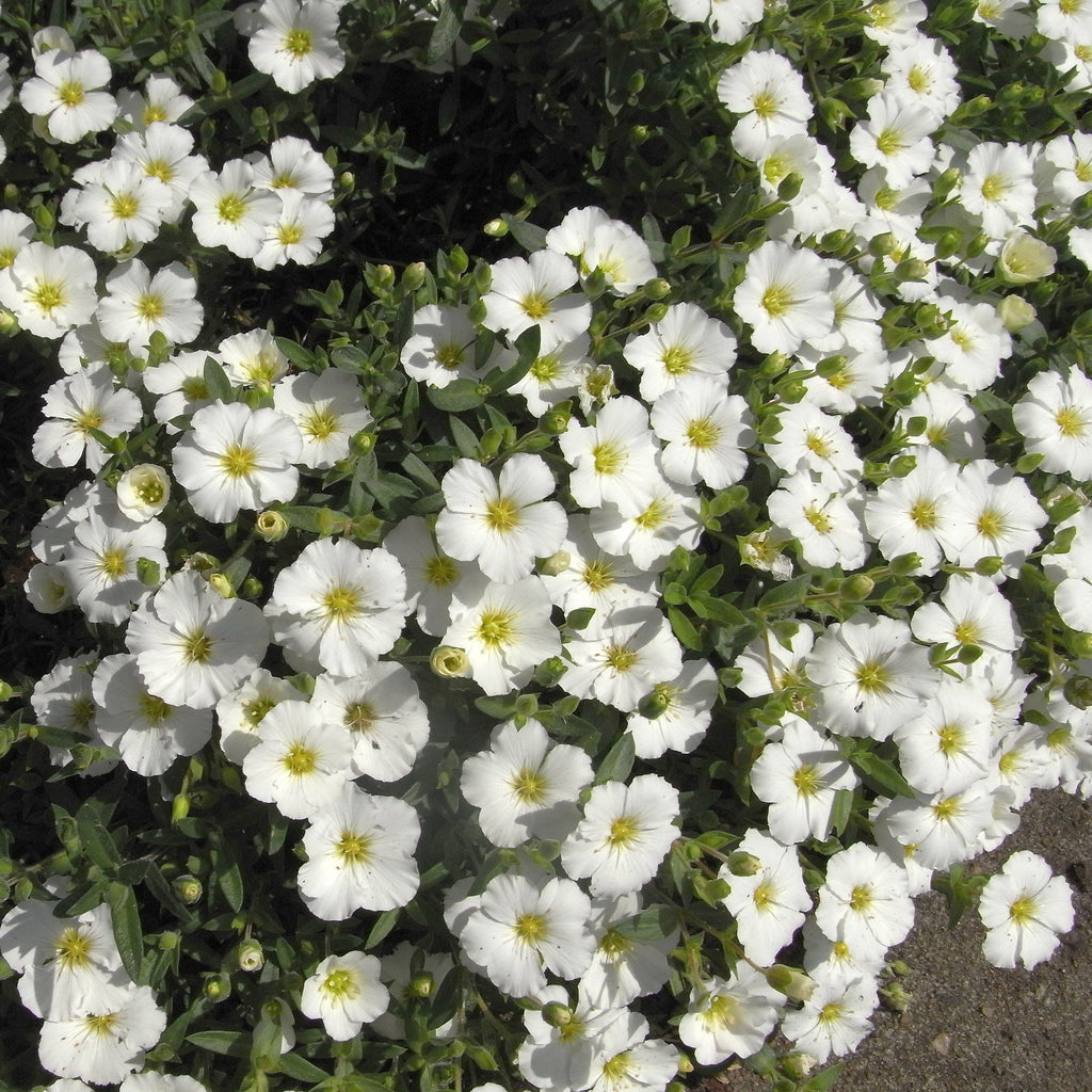 Arenaria montana MOUNTAIN SANDWORT – Ferri Seeds