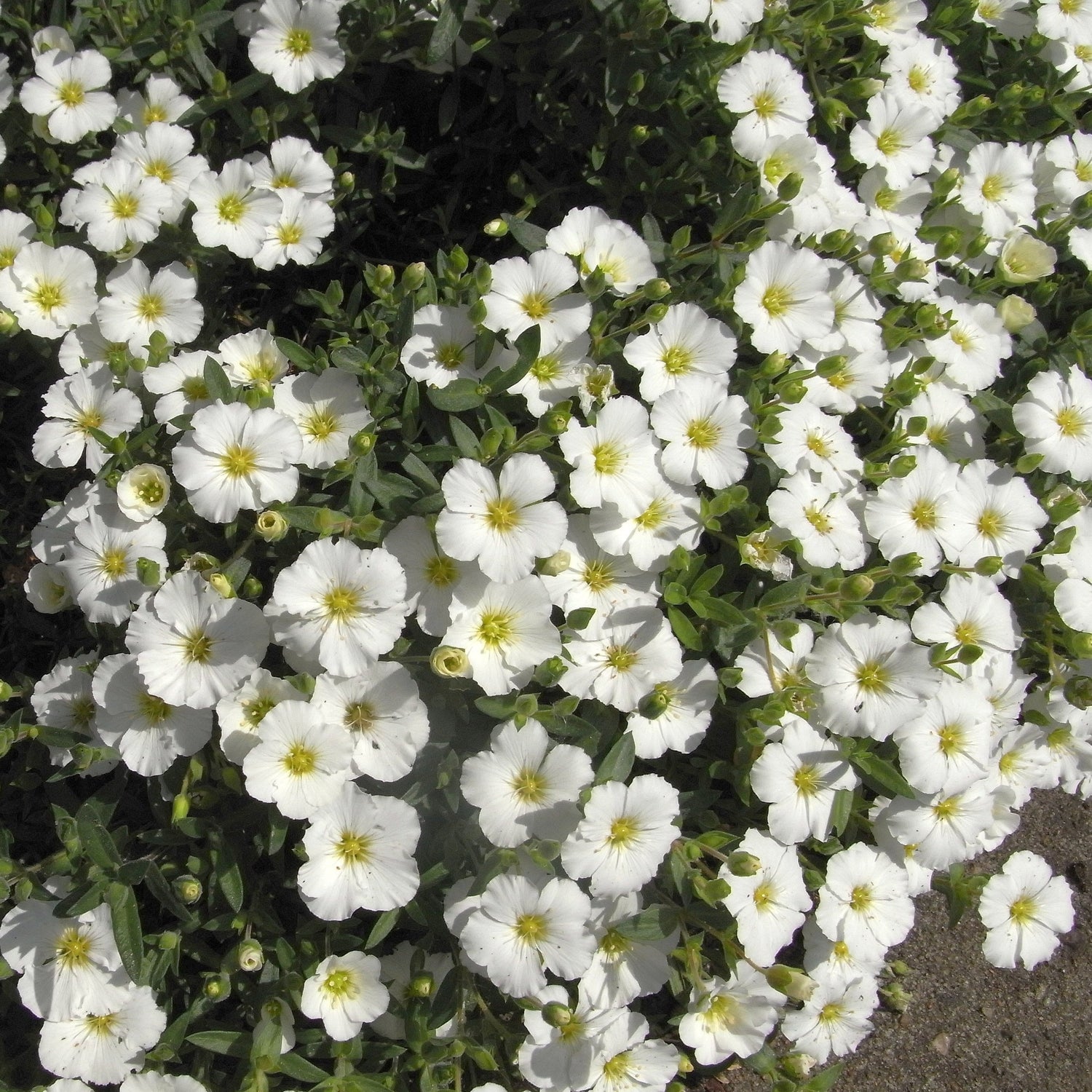 MOUNTAIN SANDWORT Arenaria montana – Ferri Seeds