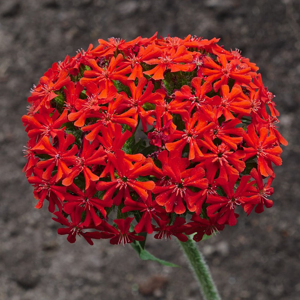Lychnis chalcedonica MALTESE CROSS, JERUSALMEN CROSS – Ferri Seeds