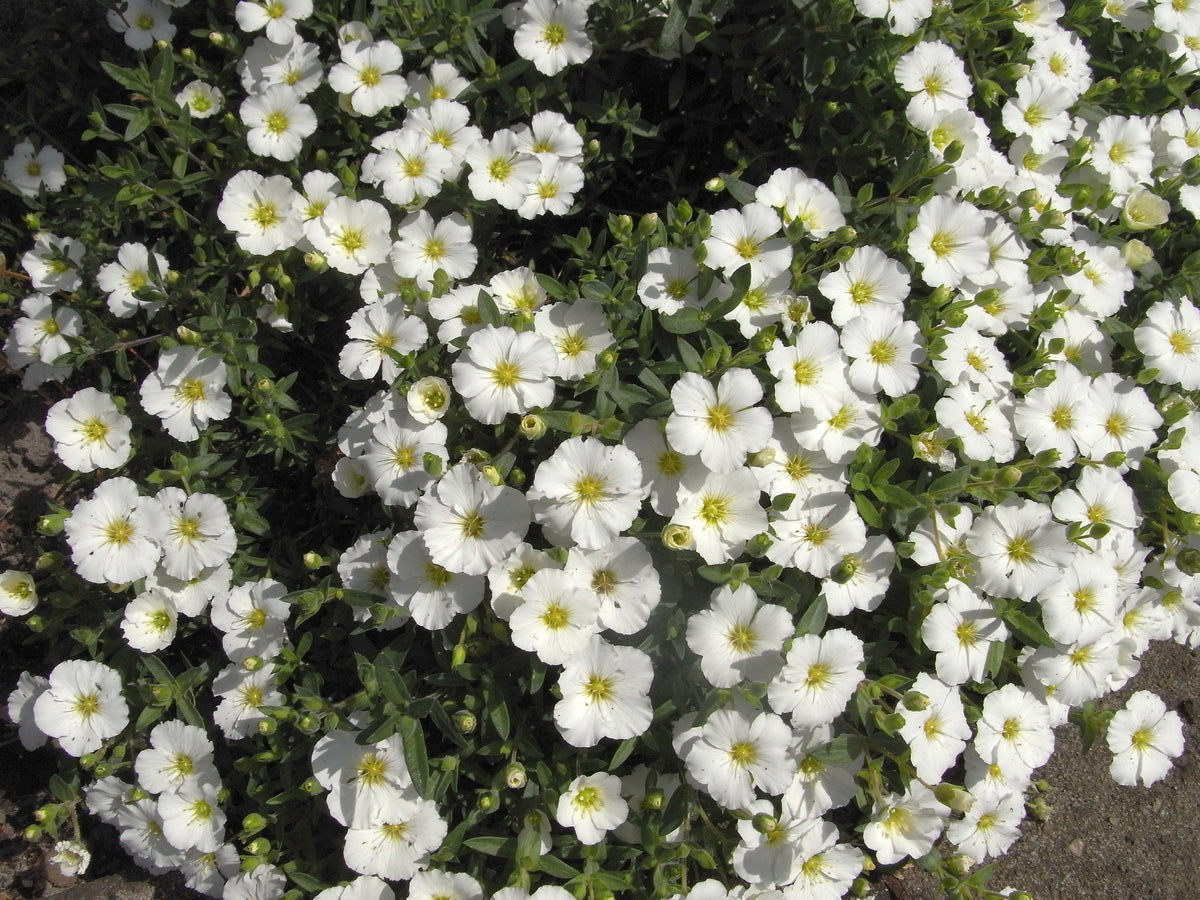 MOUNTAIN SANDWORT Arenaria montana – Ferri Seeds