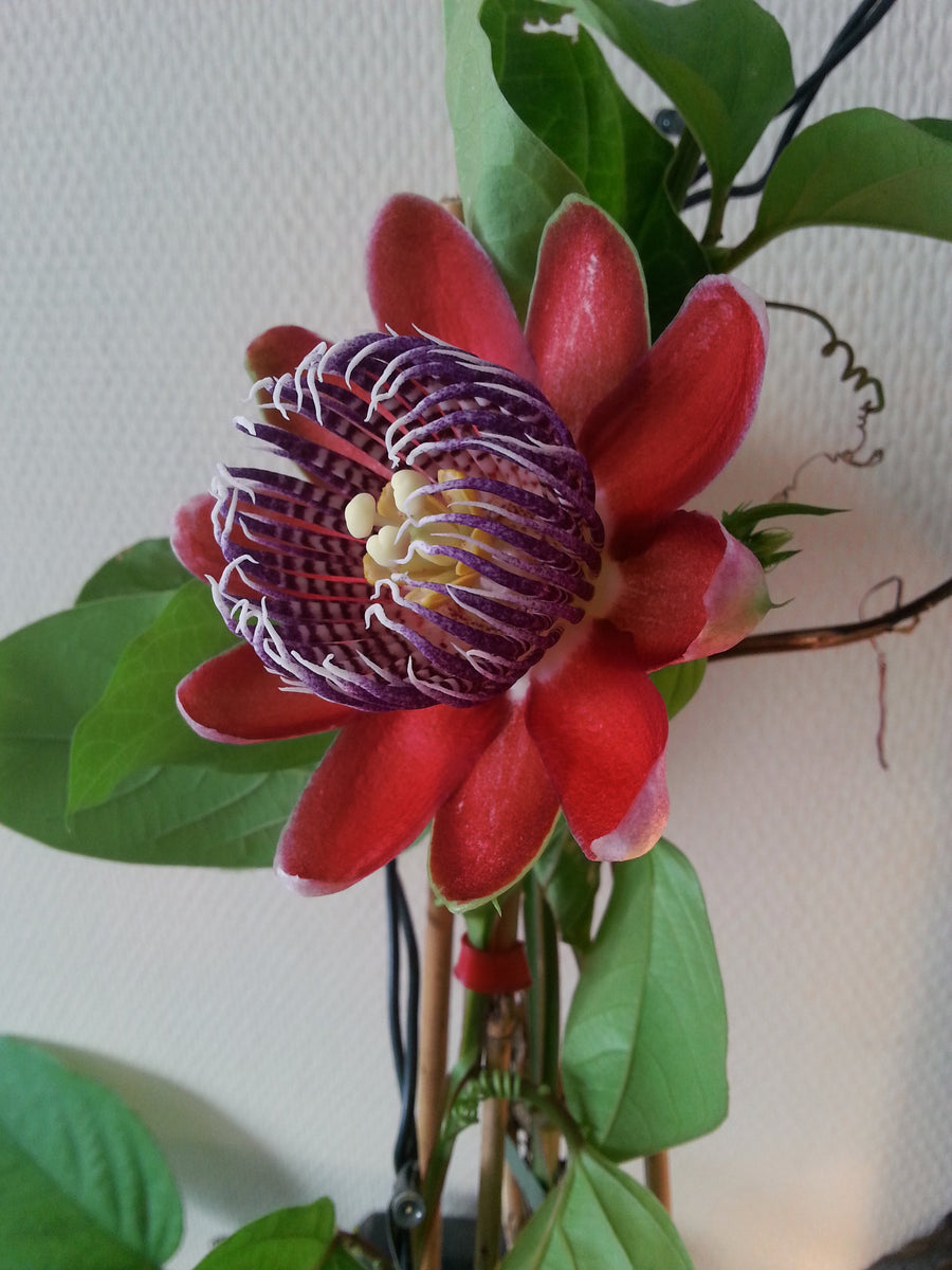 WINGED PASSION FLOWER VINE Passiflora alata – Ferri Seeds