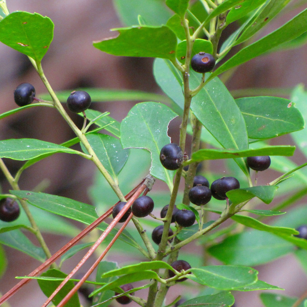 Vaccinium arboreum SPARKLEBERRY, FARKLEBERRY – Ferri Seeds