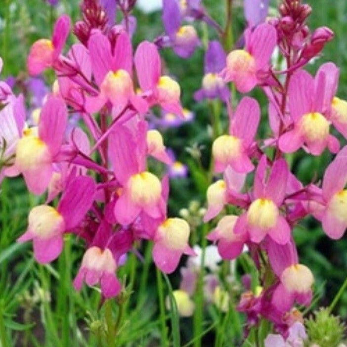 Linaria maroccana TOADFLAX SNAPDRAGON FAIRY BOUQUET MIX – Ferri Seeds