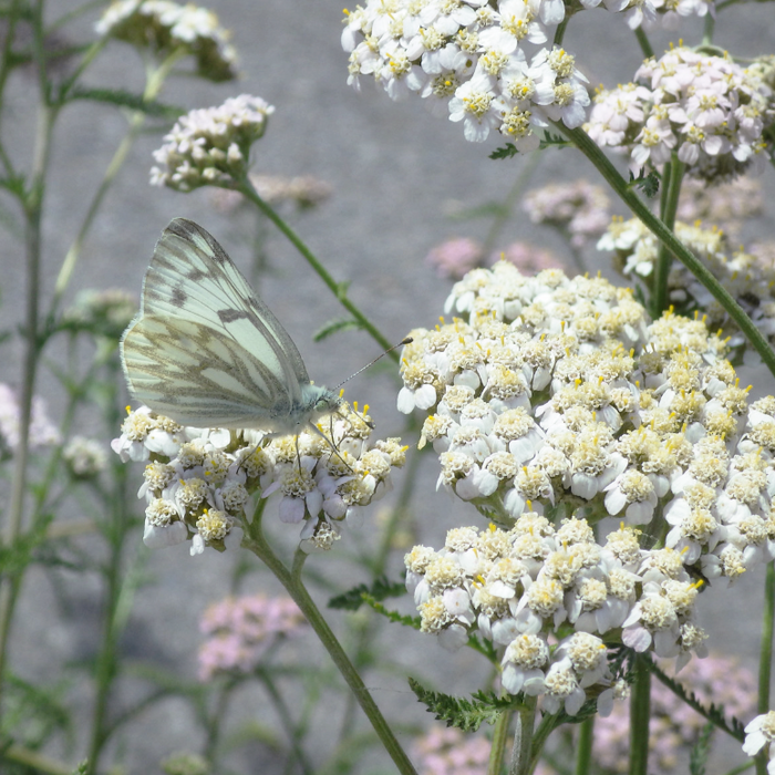 Achillea millefolium occidentalis WILD WESTERN YARROW – Ferri Seeds