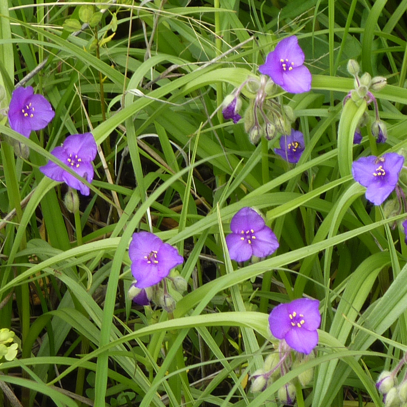 Tradescantia bracteata PRAIRIE SPIDERWORT – Ferri Seeds
