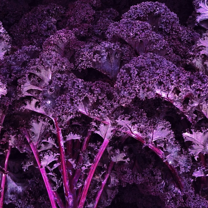 RED KALE, SCARLET KALE Brassica oleracea – Ferri Seeds