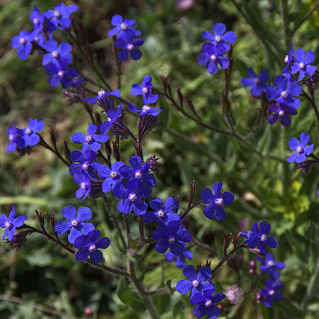 ITALIAN BUGLOSS 'DROPMORE' Anchusa azurea – Ferri Seeds