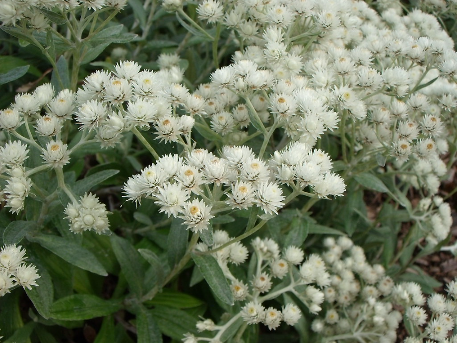 PEARLY EVERLASTING Anaphalis triplinervis – Ferri Seeds