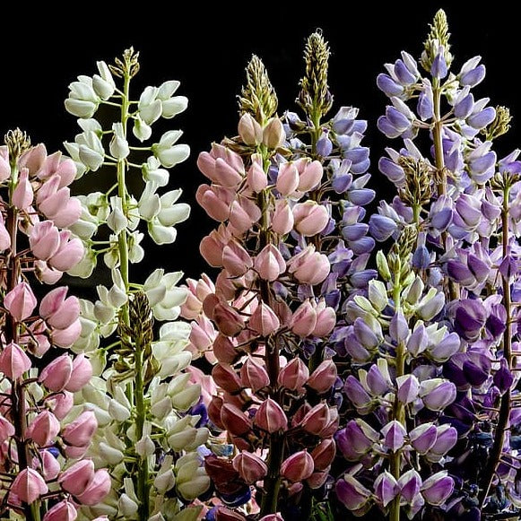 Lupinus nanus SKY LUPIN, WILD FIELD LUPIN – Ferri Seeds