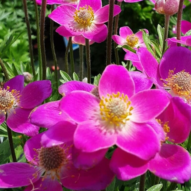 Anemone multifida rubra RED PACIFIC CUTLEAF ANEMONE 'Annabella Deep Pi ...