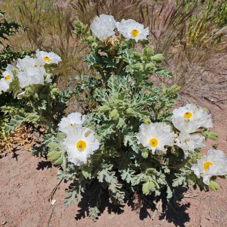 Argemone polyanthemos POPPY PLAINS PRICKLY – Ferri Seeds