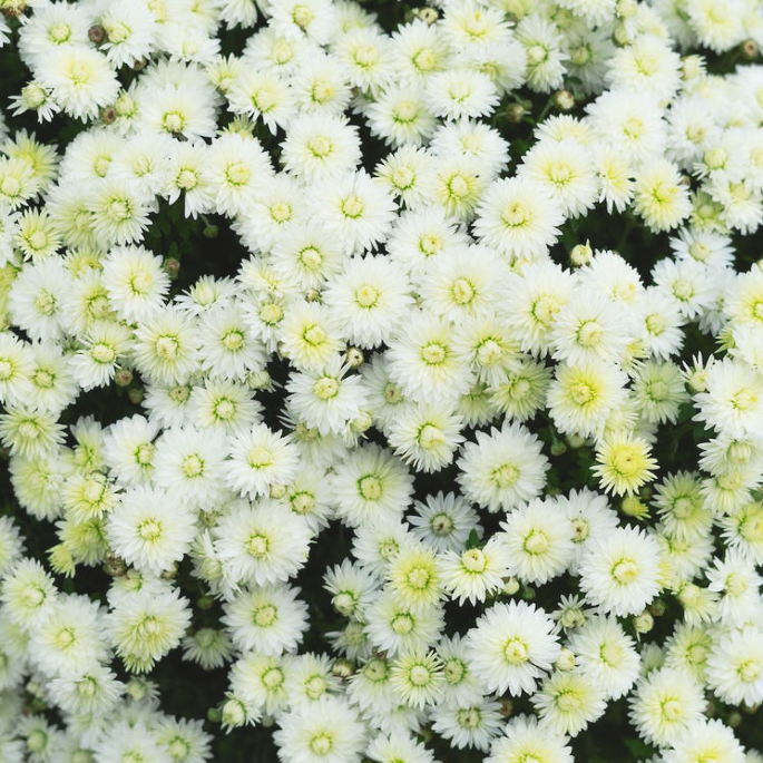 Tanacetum parthenium MAGIC LIME GREEN FEVERFEW – Ferri Seeds