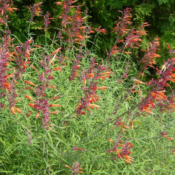 Agastache aurantiaca HYSSOP 'TANGO' HUMMINGBIRD MINT – Ferri Seeds