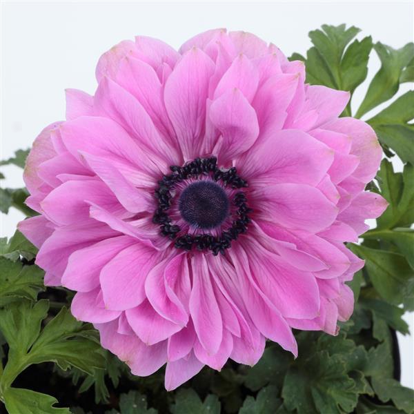Anemone coronaria ROSE POPPY ANEMONE – Ferri Seeds