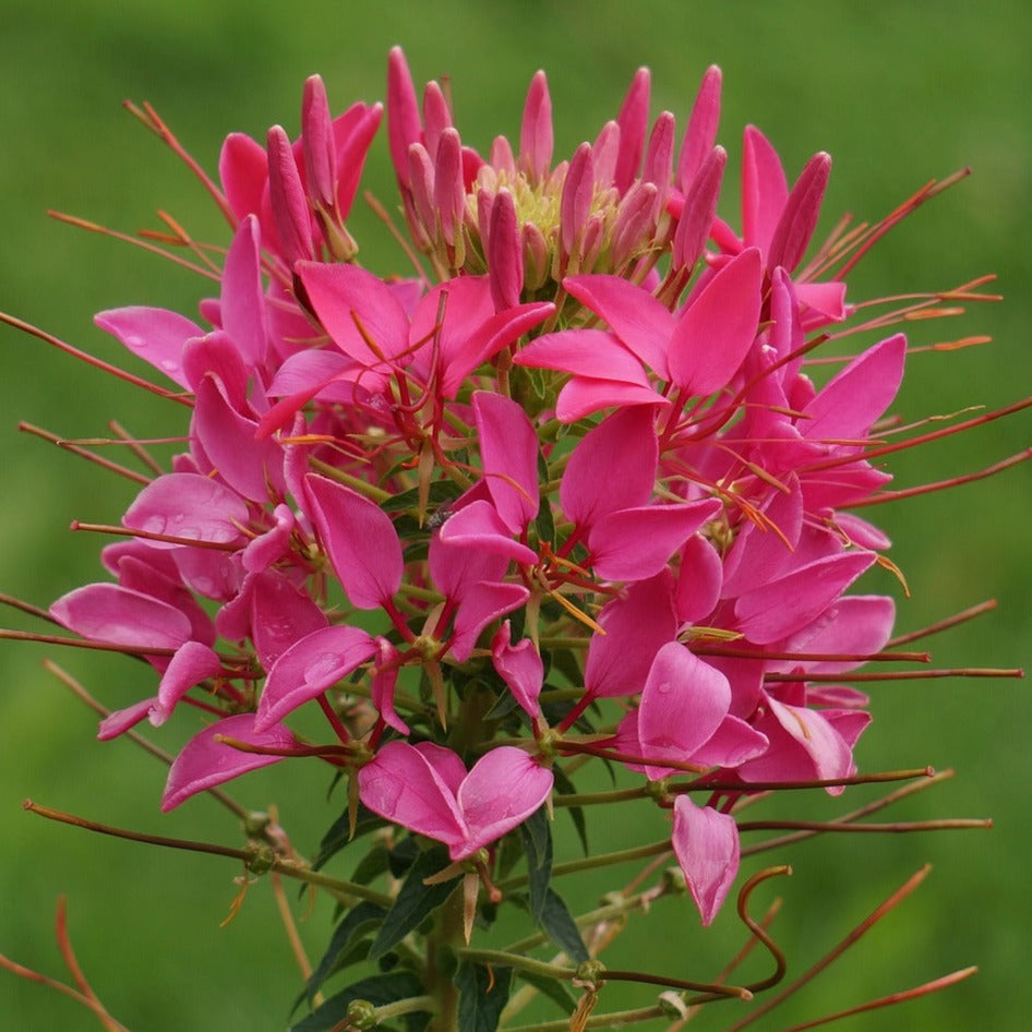 Cleome SPIDER FLOWER 'SPARKLER ROSE' – Ferri Seeds