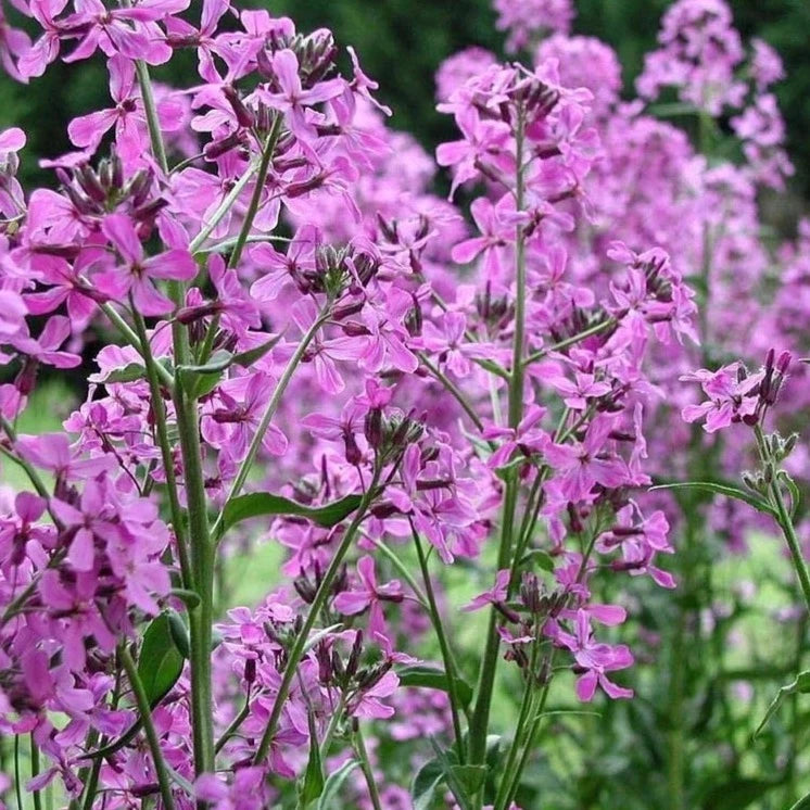 Hesperis Matronalis SWEET DAME'S ROCKET – Ferri Seeds