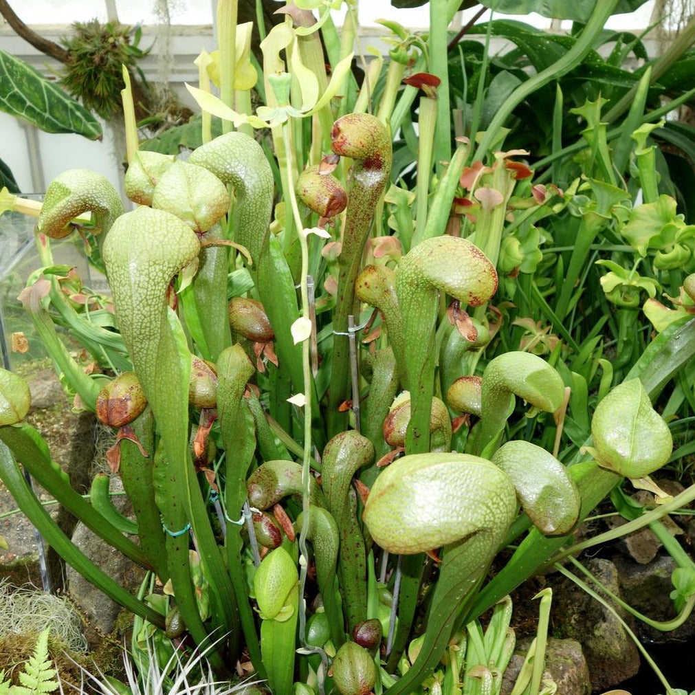 Darlingtonia californica COBRA LILY – Ferri Seeds