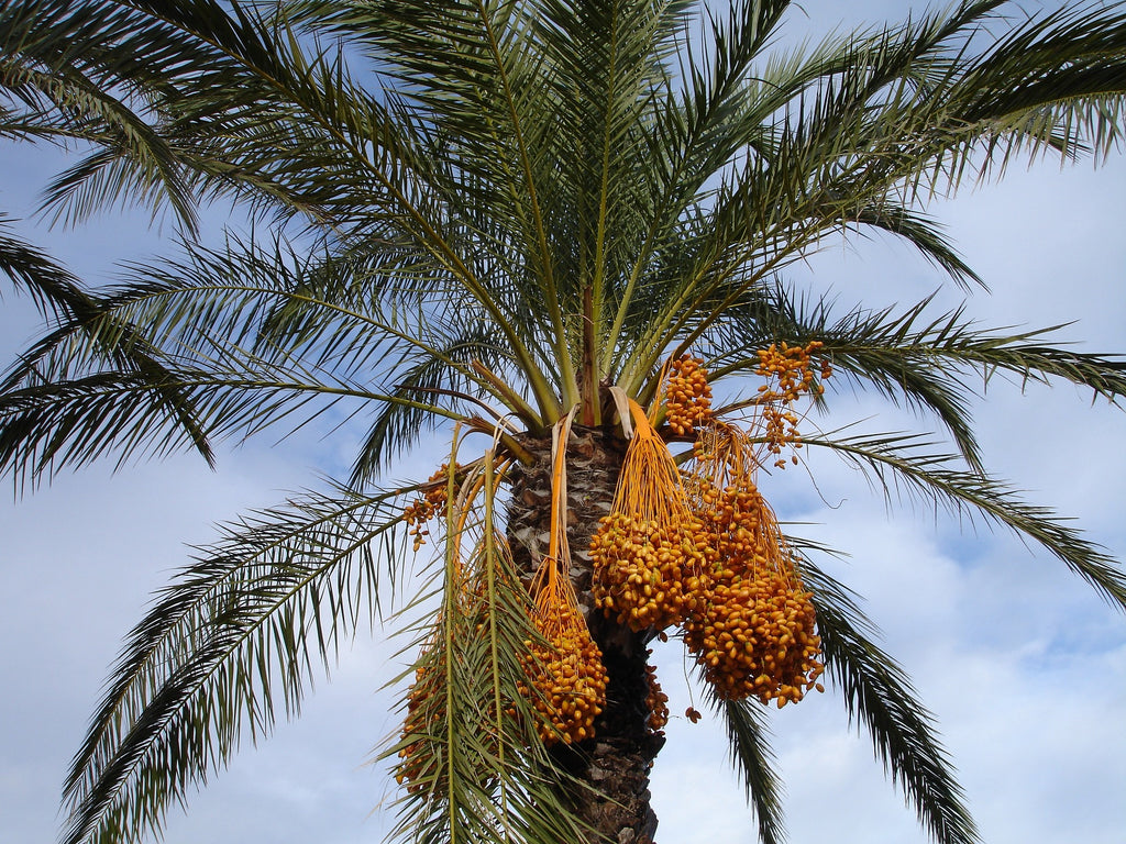 Phoenix canariensis CANARY ISLAND DATE PALM – Ferri Seeds