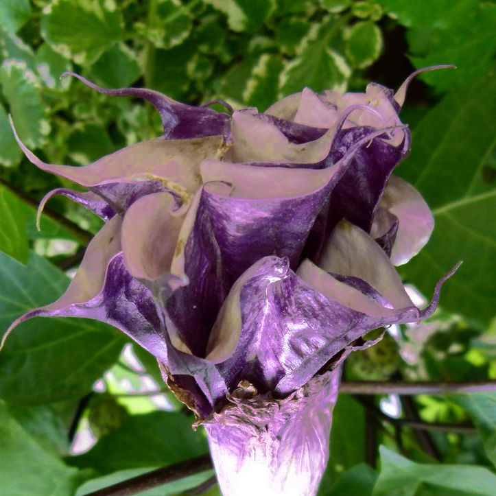 Datura eryngium DATURA BLUE DOUBLE – Ferri Seeds