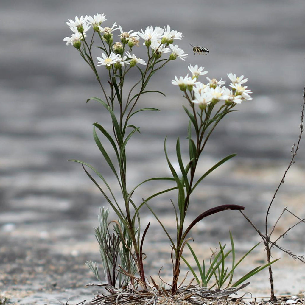 Aster ptarmicoides WHITE ASTER, PRAIRIE GOLDENROD – Ferri Seeds