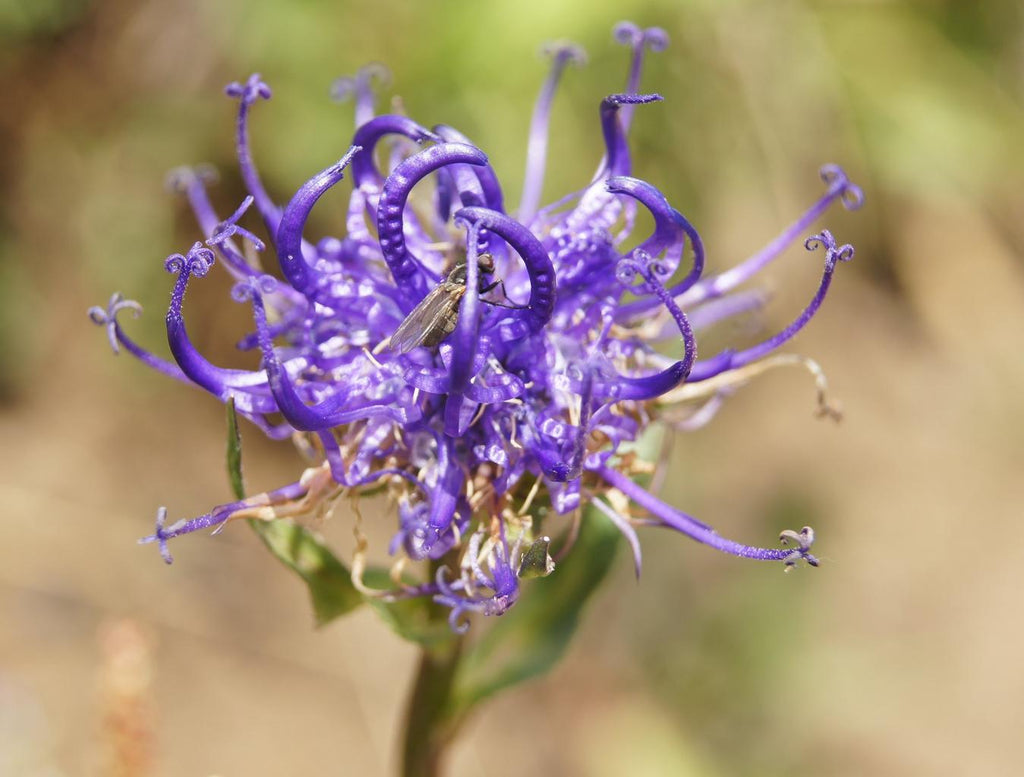 Phyteuma scheuchzeri HORNED RAMPION – Ferri Seeds