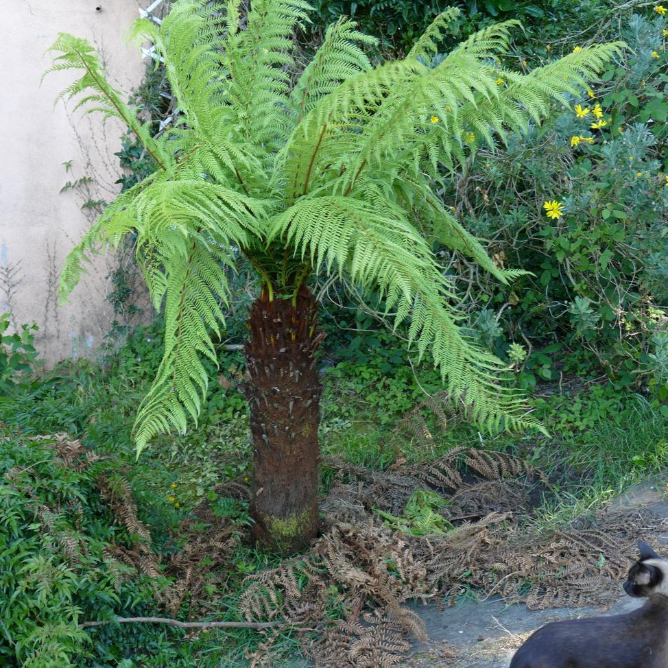 Dicksonia antarctica HARDY SOFT TREE FERN, Man Fern – Ferri Seeds