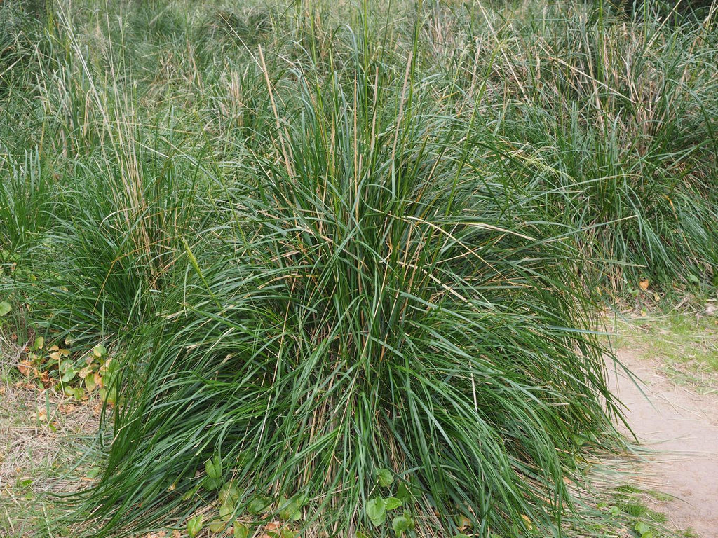 Ampelodesmos mauritanicus MAURITANIA GRASS – Ferri Seeds