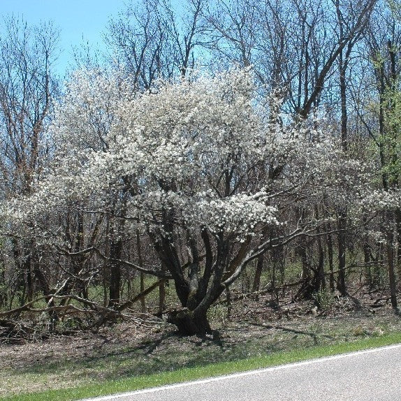 Amelanchier arborea DOWNY SERVICEBERRY, COMMON SERVICEBERRY – Ferri Seeds