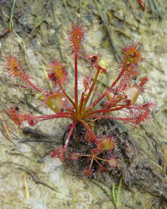 Native Plant Seeds – Page 5 – Ferri Seeds