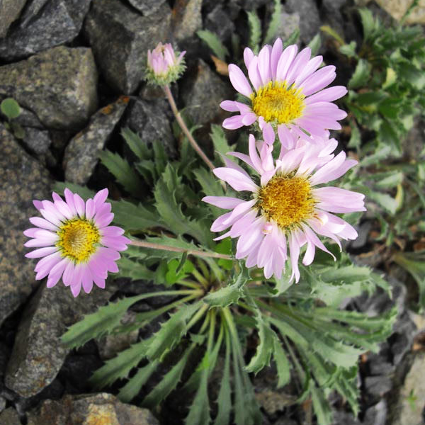 Aster coloradoensis, Machaeranthera, Xanthisma TINY COLORADO ASTER ...