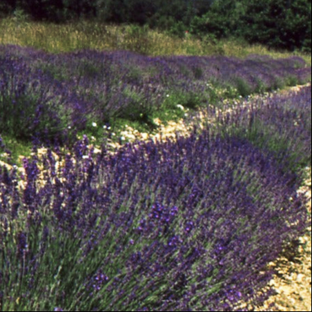 Lavender latifolia COMMON LAVENDER, SPIKE BROAD LEAF FRAGRANT LAVENDER ...