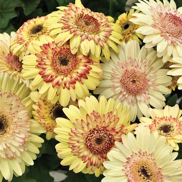 Gerbera jamsonii GERBERA DAISY Mix – Ferri Seeds