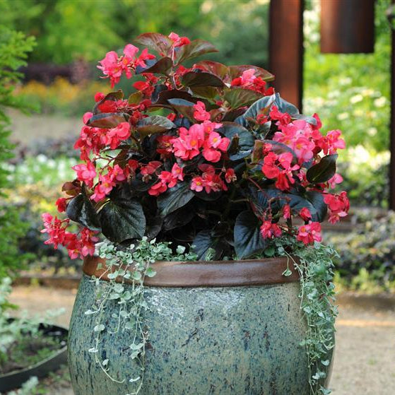 Begonia benariensis BEGONIA WHOPPER ROSE BRONZE LEAF – Ferri Seeds