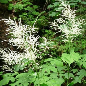 Aruncus dioicus whirlwind WISPY GOATSBEARD – Ferri Seeds
