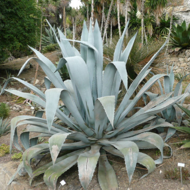 Agave americana subsp. protoamericana CENTURY PLANT – Ferri Seeds