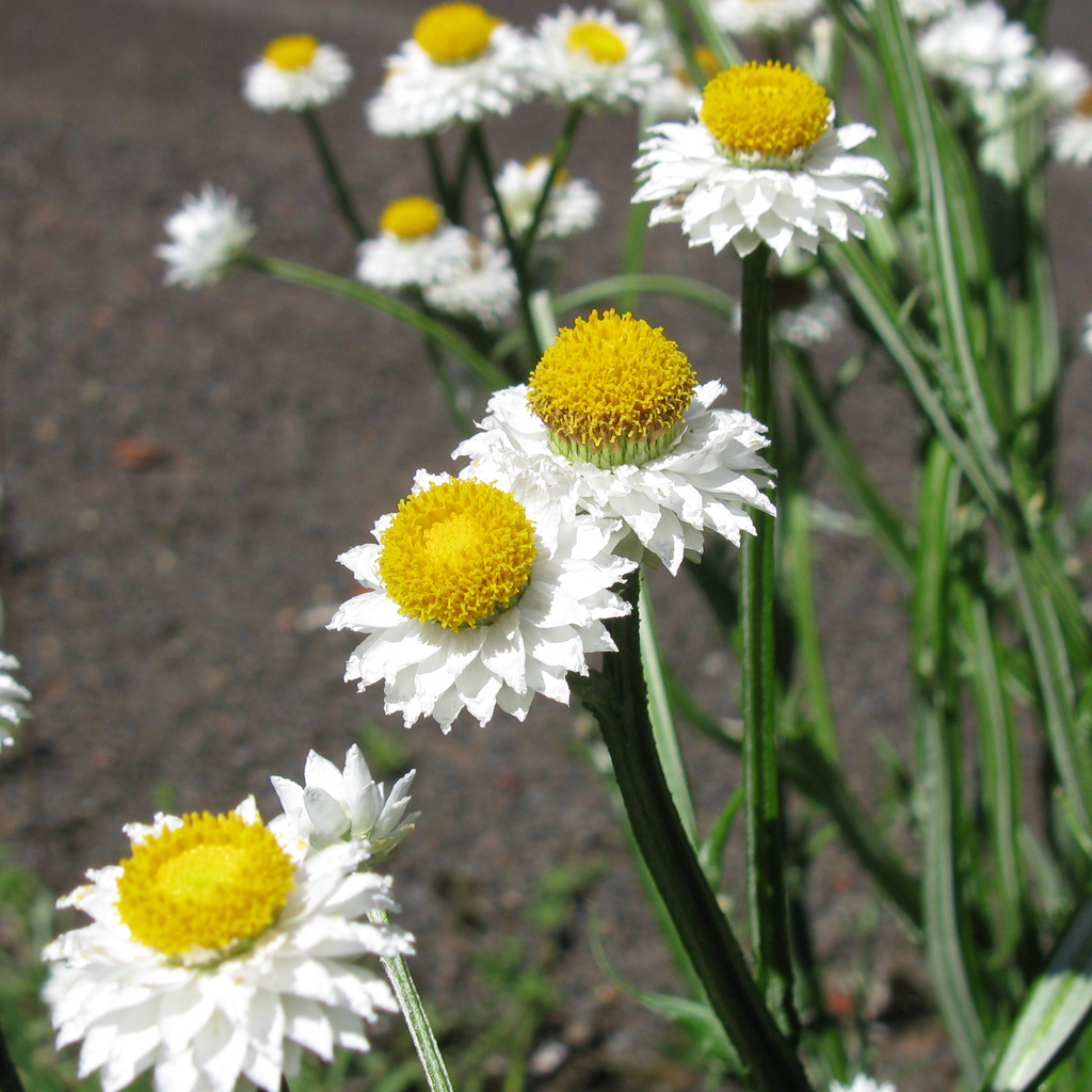 WINGED EVERLASTING Ammobium alatum – Ferri Seeds