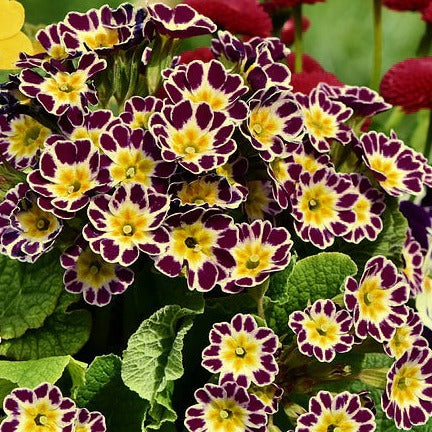 PRIMROSE VICTORIAN GOLD LACE BLACK Primula vulgaris – Ferri Seeds