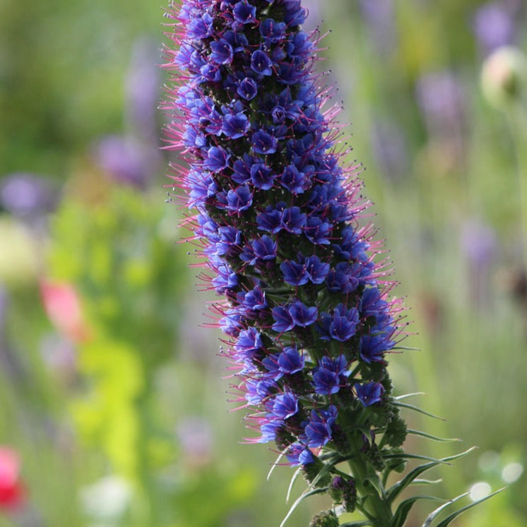 Echium pininana ECHIUM 'BLUE STEEPLE' – Ferri Seeds