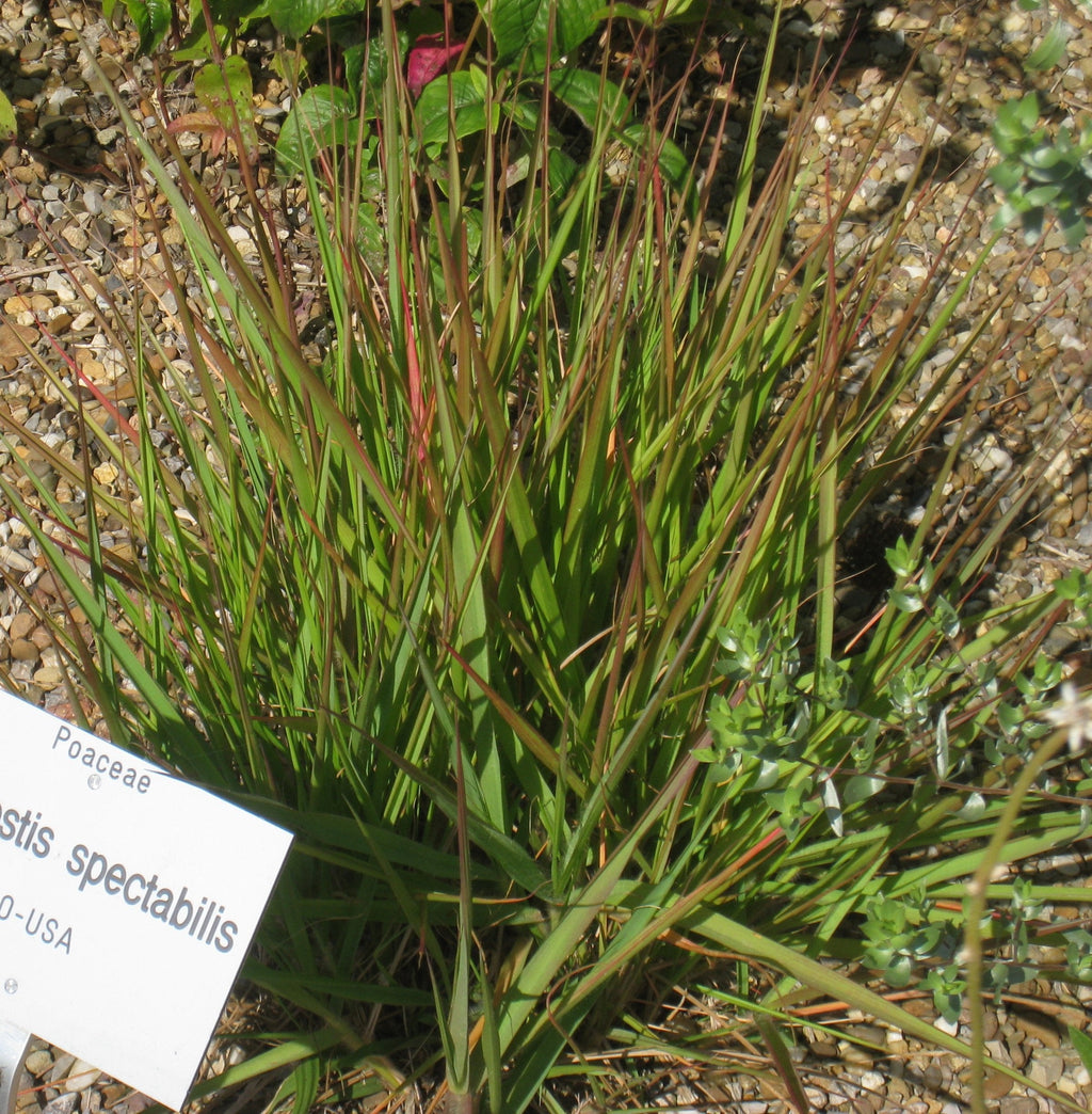 Eragrostis spectabilis PURPLE LOVEGRASS, LOVE GRASS – Ferri Seeds