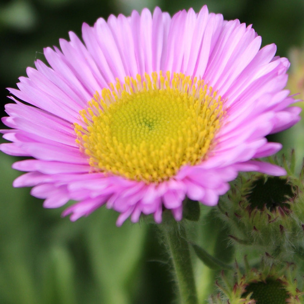 Erigeron Speciosus Pink Jewel Fleabane Ferri Seeds