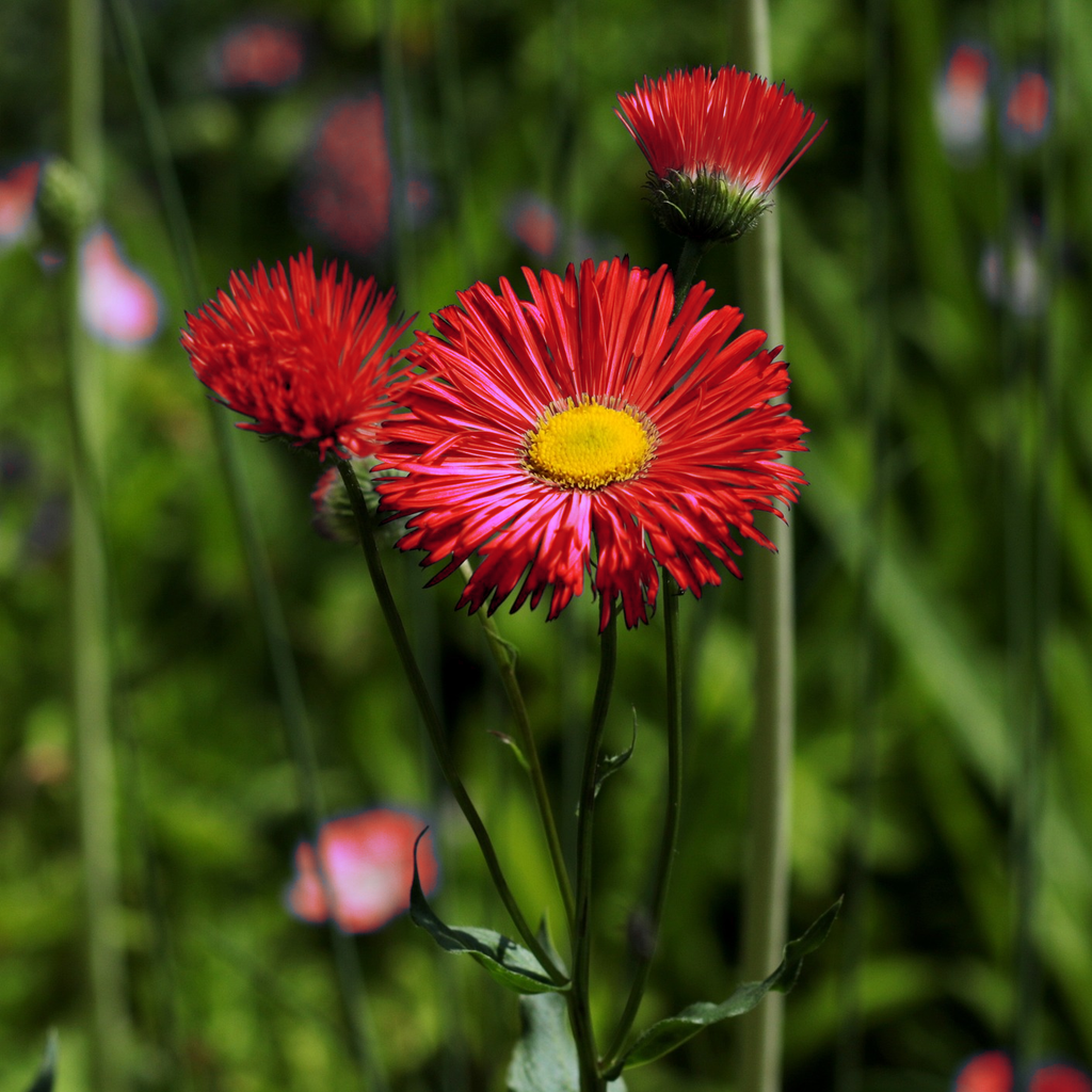 Erigeron aurantiacus ORANGE FLEABANE – Ferri Seeds