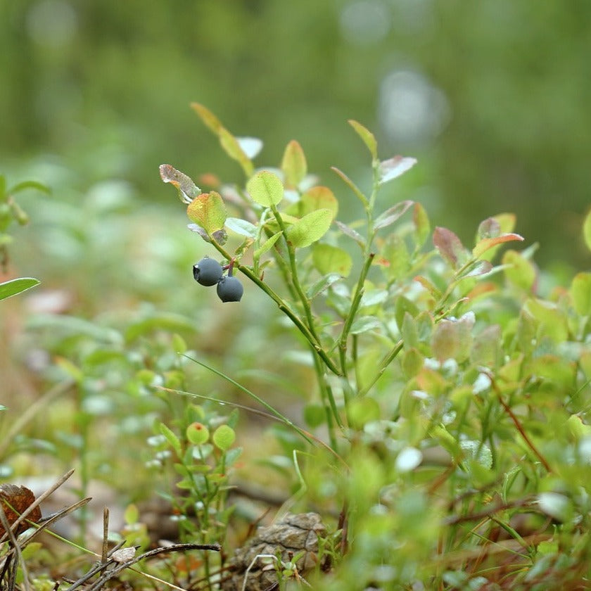 Vaccinium myrtillus COMMON BILBERRY, EUROPEAN BLUEBERRY – Ferri Seeds