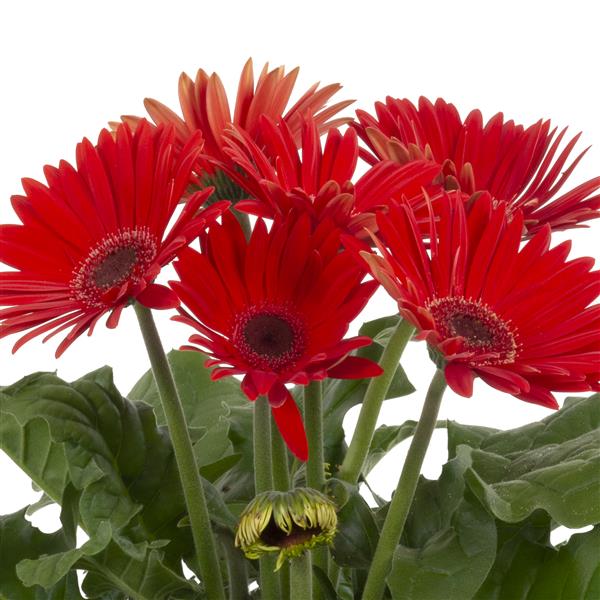 Gerbera jamsonii GERBERA DAISY Mix – Ferri Seeds