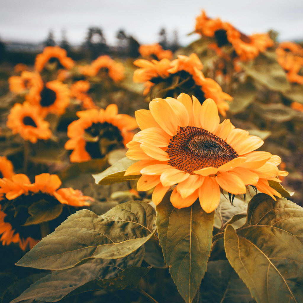 Helianthus annuus SUNFLOWER 'SORAYA' – Ferri Seeds