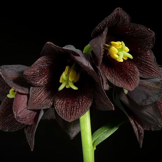 CHOCOLATE RICE LILY Fritillaria camschatcensis – Ferri Seeds