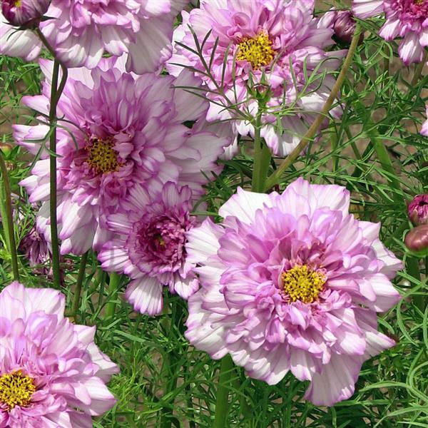 Cosmos bipinnatus PINK DOUBLE COSMOS – Ferri Seeds