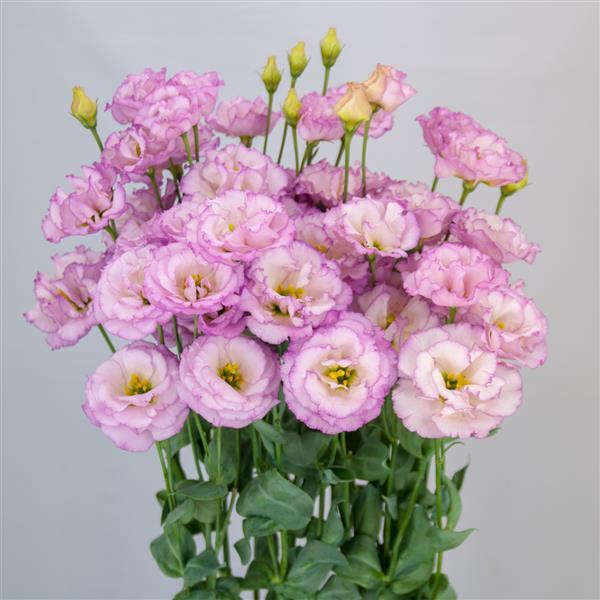 Eustoma grandiflorum LISIANTHUS LILAC – Ferri Seeds