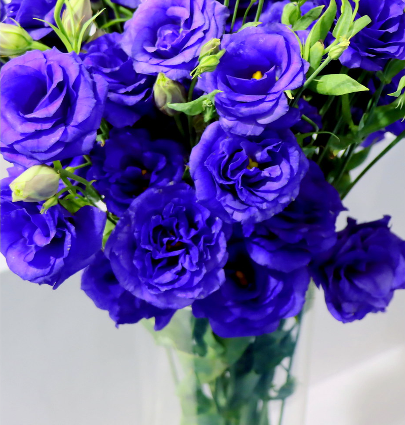 Eustoma grandiflorum LISIANTHUS BLUE – Ferri Seeds