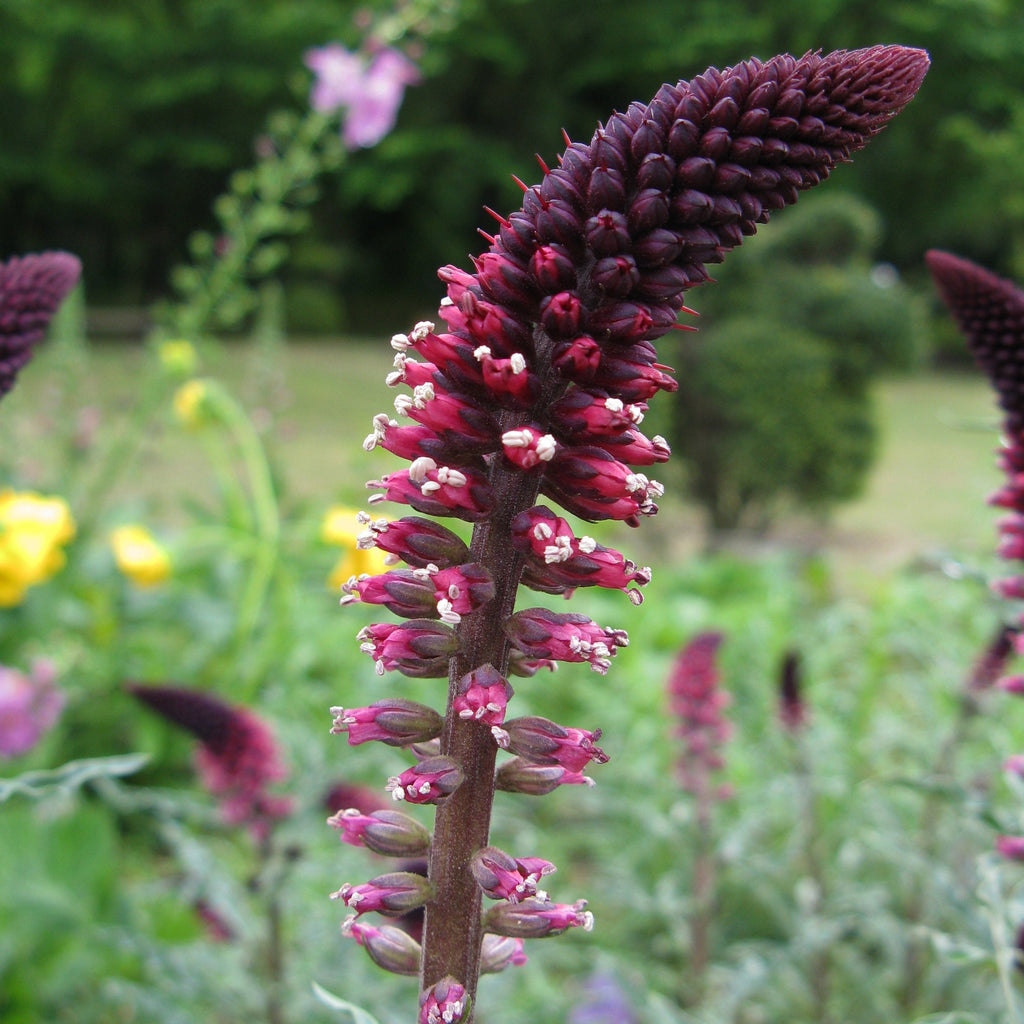 CRIMSON LOOSETRIFE Lysimachia atropurpurea – Ferri Seeds